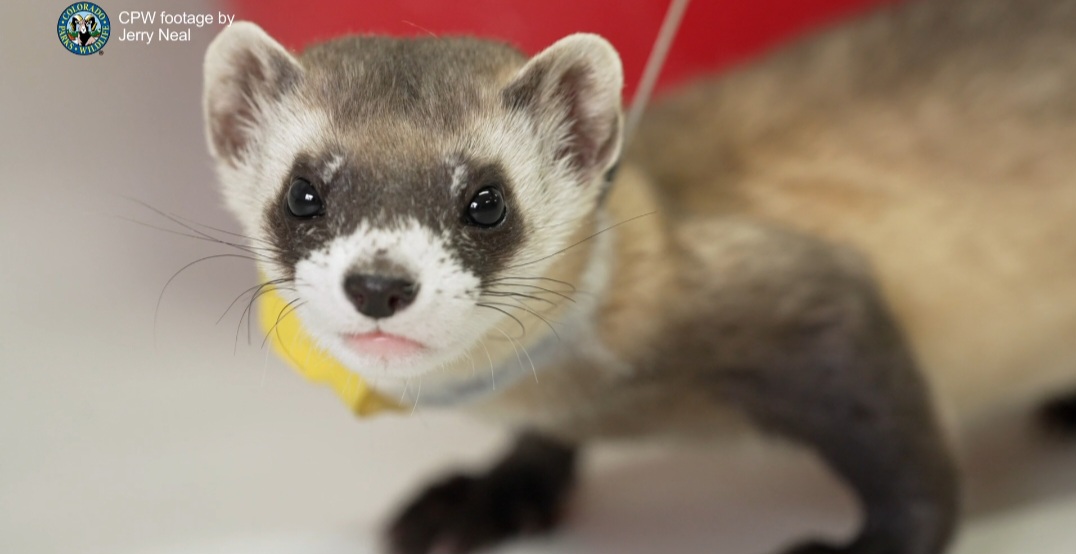 Heartland Ranch the site of another ferret release – this time ...